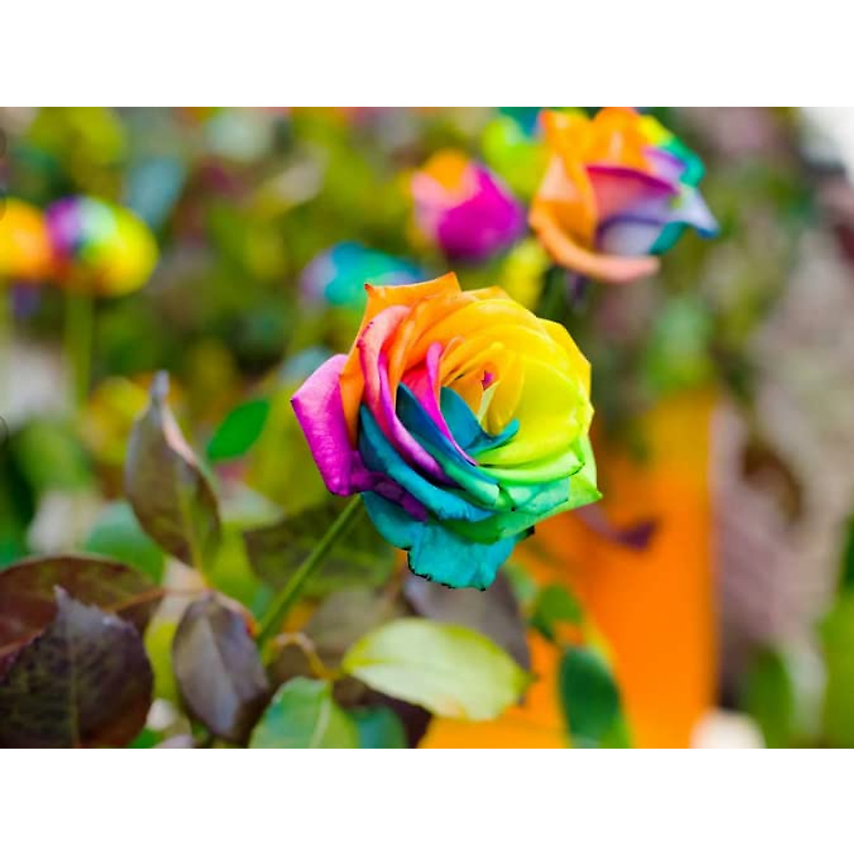 100-Colorful Rainbow Rose Seeds-Beautiful Flower-Perennial