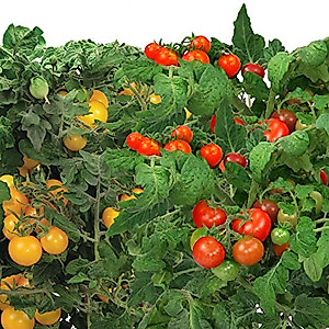 AeroGarden Red & Golden Cherry Tomato Seed Pod Kit (12-pod)