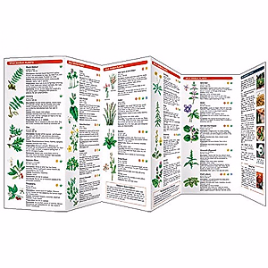 Edible Plants of the Eastern Woodlands: A Folding Guide to Familiar Species (Outdoor Recreation and Survival)