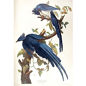 Columbia Jay. From"The Birds of America" (Amsterdam Edition)
