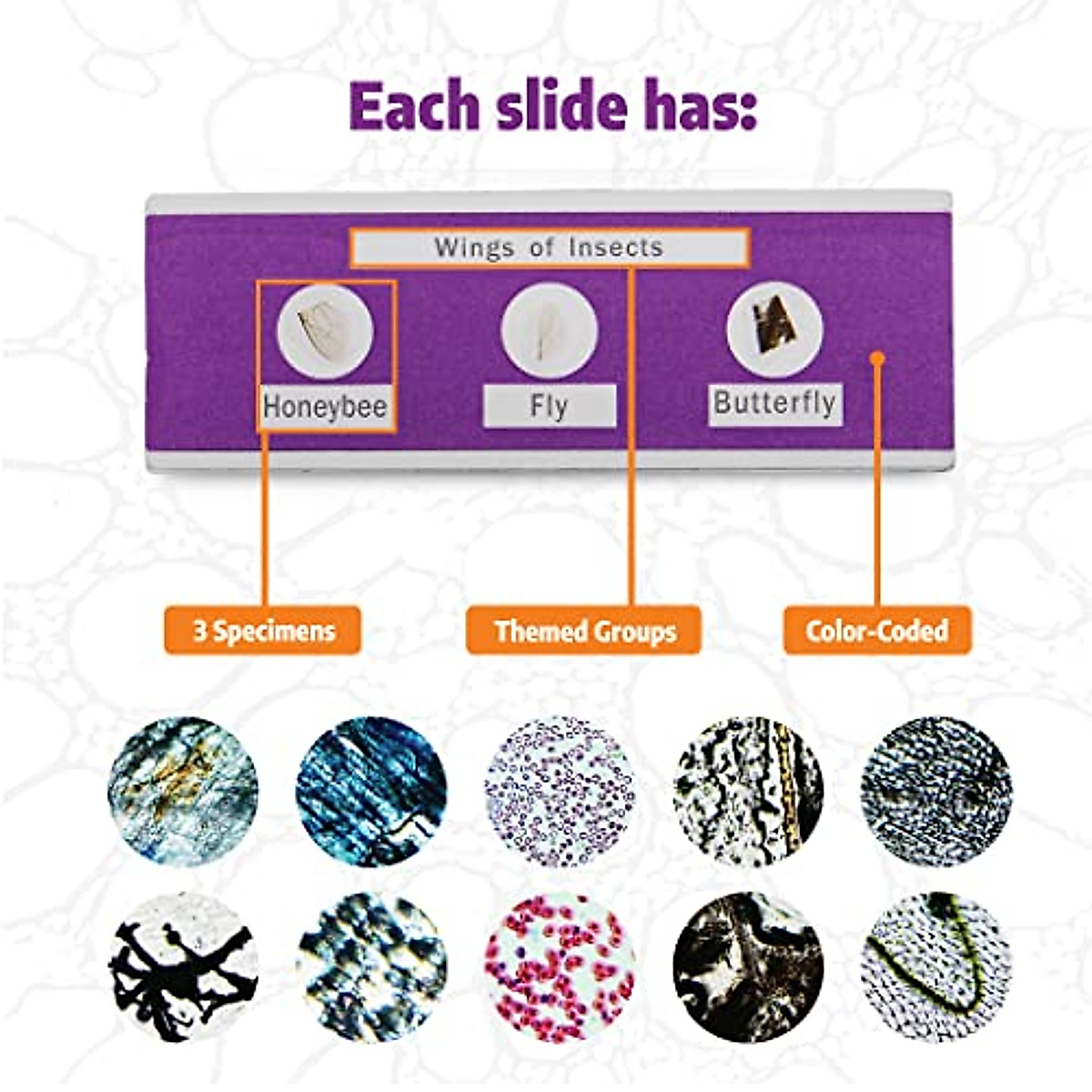 Prepared Microscope Slide Kit (72 Specimens) for Basic to Intermediate Biological Education - Shatterproof Microscope Slides for Kids w/ 72 Unique Specimens of Plants, Algae, Pollen & More