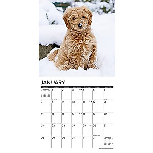 Willow Creek Press Goldendoodles Monthly 2024 Wall Calendar (12" x 12")