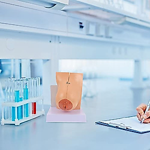 iplusmile Model of The Female Breast Human Breast Anatomy Model Lactation Teaching Nursing Trainning Education Tools for Medical Students and Teachers