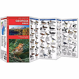 Georgia Birds: A Folding Pocket Guide to Familiar Species (Nature Observation North America)