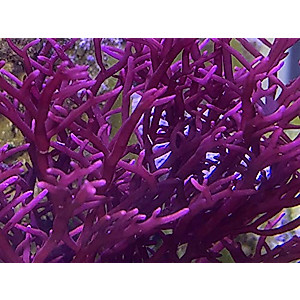 Live Saltwater Plant Red Bush Gracilaria Macro Algae - 1 Inch Frag