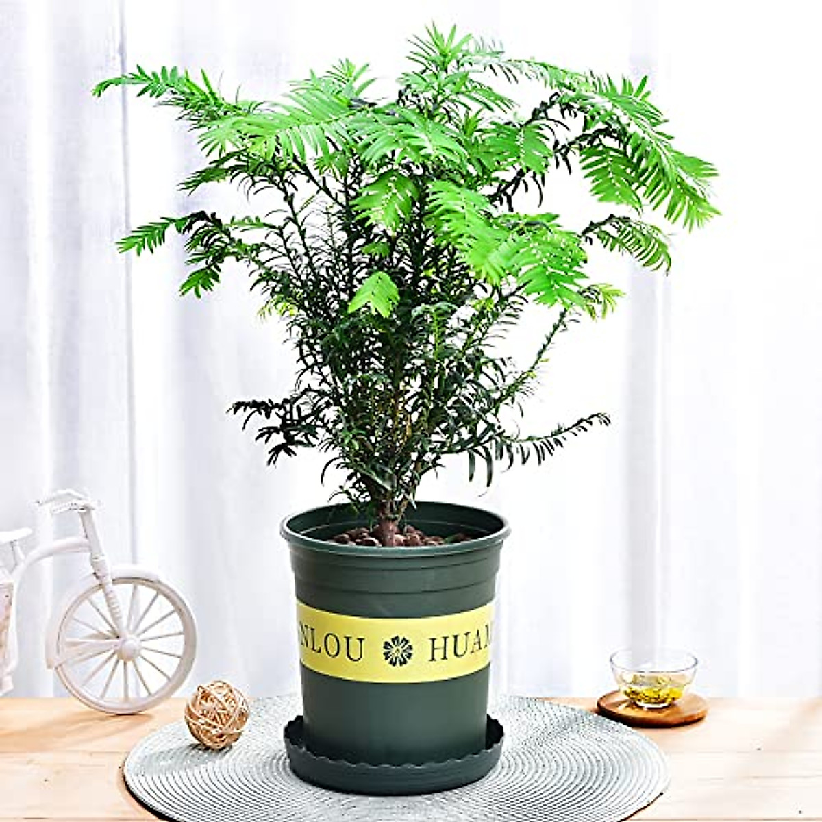 Bonsai Tree Seeds kit 5 Varieties of Non GMO Heirloom Bonsai Starter Kit , Blue Spruce, Black Pine, Sakura Seeds, Redwood Tree, Flame Tree, 5pcs Plant Markers, 5pcs Seeding Soil Block