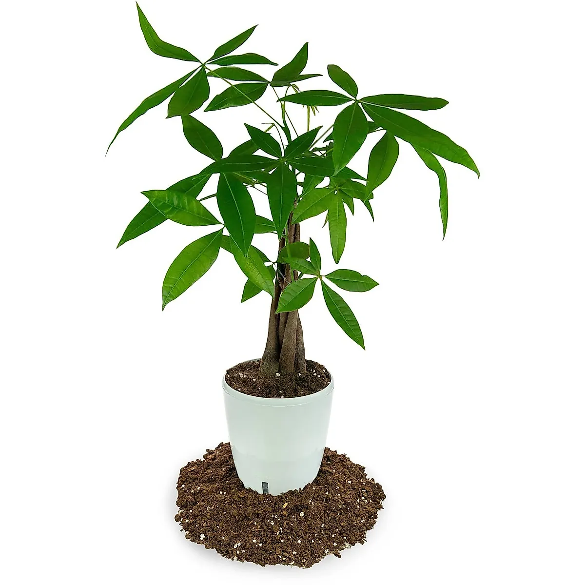 GARDENERA Money Tree Potting Soil, Soil Mix for Planting or Repotting Guiana Chestnut, Soil Blended to Properly Grow Money Tree Plants - (1 Quart Bag)