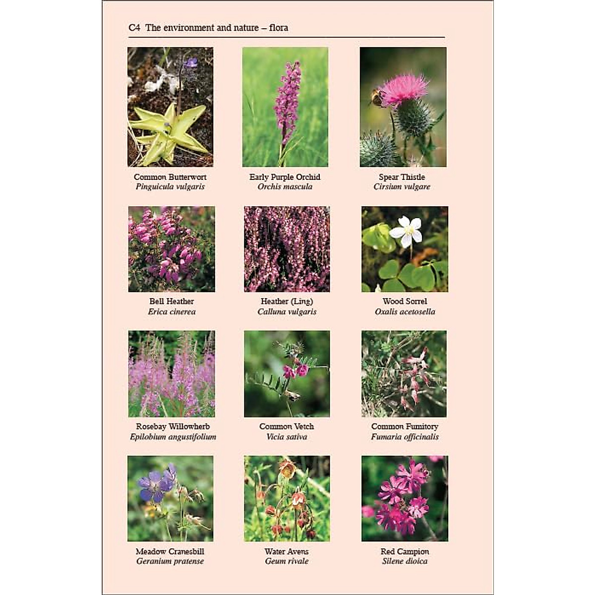 West Highland Way: British Walking Guide: Glasgow to Fort William - 53 Large-Scale Walking Maps (1:20,000) & Guides to 26 Towns & Villages - Planning, ... to Stay, Places to Eat (Trailblazer Guides)