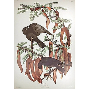 Fish Crow. From"The Birds of America" (Amsterdam Edition)