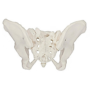 Axis Scientific Skeletal Model of The Female Pelvis | Cast from a Real Human Pelvis Skeleton | Life Size Model Shows Important Anatomy of The Pelvic Region | Includes Product Manual
