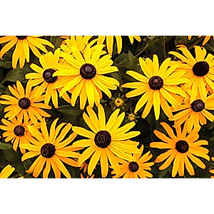 Brown-Eyed Susan Flower Seeds for Planting, 3000+ Seeds Per Packet, (Isla's Garden Seeds), Non GMO & Heirloom Seeds, Scientific Name: Rudbeckia triloba, Great Home Flower Garden Gift