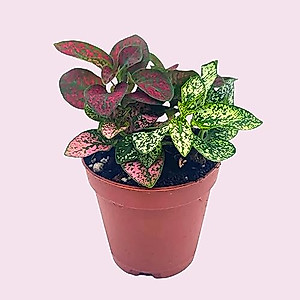 Polka-dot-Plant, Hypoestes phyllostachya, Live in a 2 inch Pot Tiny Mini Pixie Plant