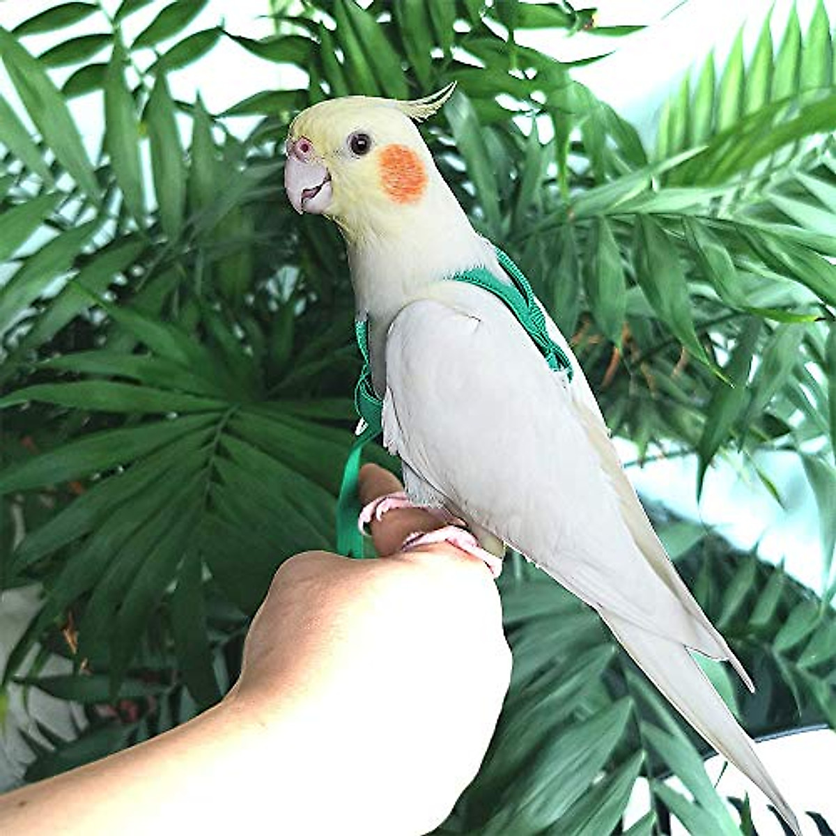 ASOCEA Adjustable Bird Harness and Leash for Yellow Naped Amazons Galah Cockatoos Small to Medium Breed Parrots Fits Birds Chest Between26-40cm /10.24-15.75inch - S