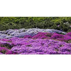 1200+ Mixed Phlox Seeds - Creeping Perennial Ground Cover - Popstars Phlox Creeping Carpet Plants