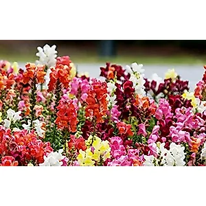 Snapdragon Seed Mix for Planting Dragon Flowers Lion's Mouth Low Height About 1000 Seeds