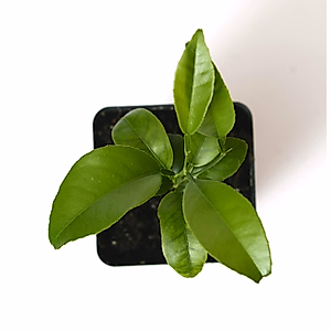 Gerald Winters and Son Satsuma Mandarin Tree Starter Plant. Citrus unshiu. 3'' - 5''