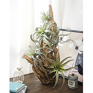 ZJCilected 2PCS Artificial Flocking Tillandsia Air Plants Faux Succulents Bromeliads for Indoor/Outdoor Garden and Home Decor, Terrarium Decorations, Arrangements, Office, and Displays(Small)