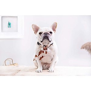 BOW Teddy Long - Modular Dog Collar