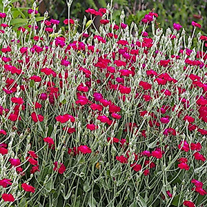 Outsidepride Perennial Lychnis Coronaria Rose Campion Garden Flowers - 5000 Seeds