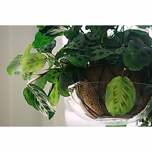 Curtis Wagner Plastics Hanging Wire Coco Basket Drip Pan (5-Pack) - 12-14 Inch - Fast & Easy Snaps, Used Indoors, Outdoors & Garden Potting