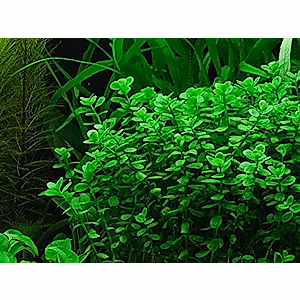 Potted Moneywort - Easy Aquarium Live Plant - 5-7 Stems