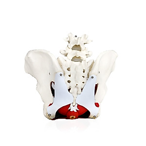 Jackson Global JS00024 Female Pelvis with Organs | Removable Organs Include Uterus, Colon and Bladder | Includes Detailed Instruction Manual