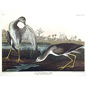 Tell-tale Godwit or Snipe. From"The Birds of America" (Amsterdam Edition)
