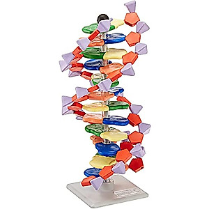 Molymod miniDNA (AMDNA06012) DNA Model 12 Base Pair Layer Kit