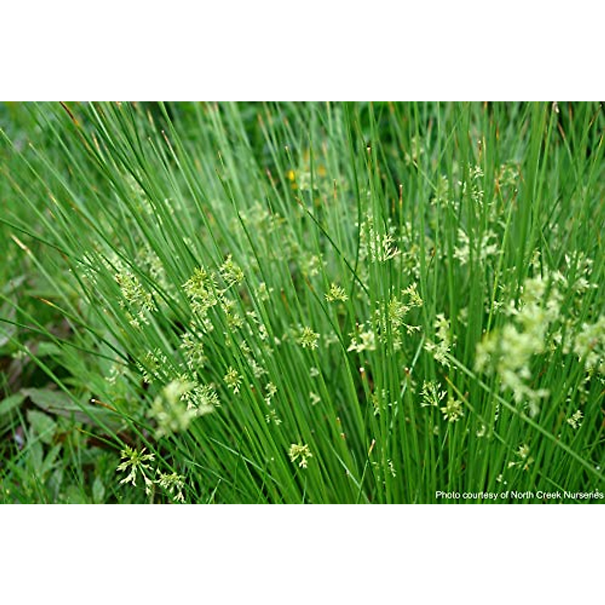 Perennial Farm Marketplace (Common Soft Rush) Ornamental Grass, 1 Quart Juncus effusus, Rich Green Foliage