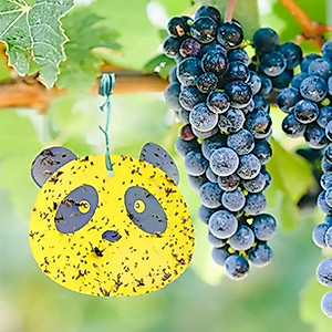 Springco Fruit Fly Traps 53 Pack Panda Gnat Sticky Traps for Indoor/Outdoor House Plants Fungus Traps Insect Catcher for Mosquitoes, Bug,Fungus Gnats,Pest Insect Catcher Killer (53pack（36panda+6+11）)