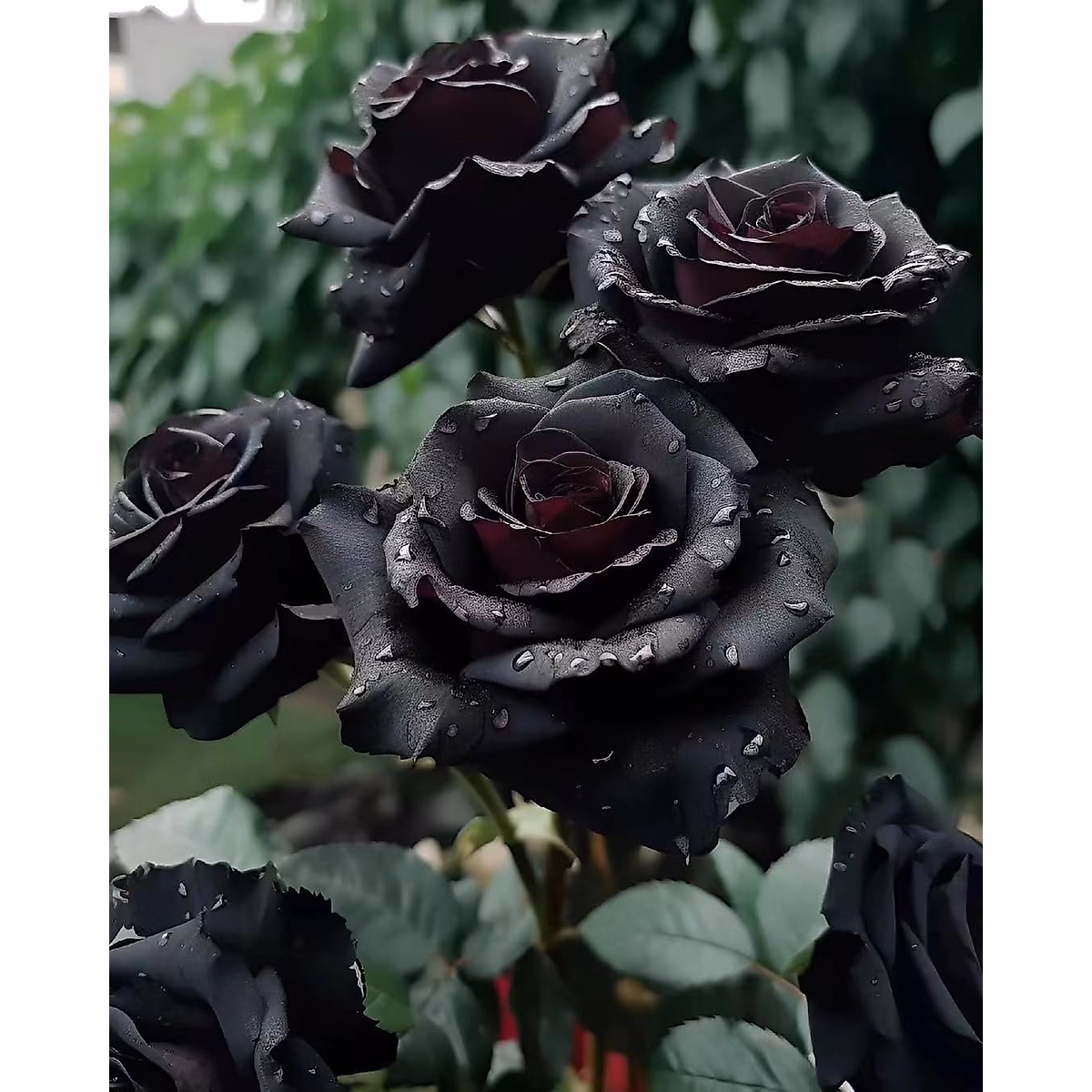 Rare Black Rose Seeds for Planting, Heirloom, No-GMO 200+ Beautiful Flower Seeds Home Garden Bonsai