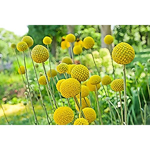 Yellow Globe Flower Seeds - 50 Seeds - Great for Cut Flowers and Flower Bonsai - Made in USA - Drumstick Flower