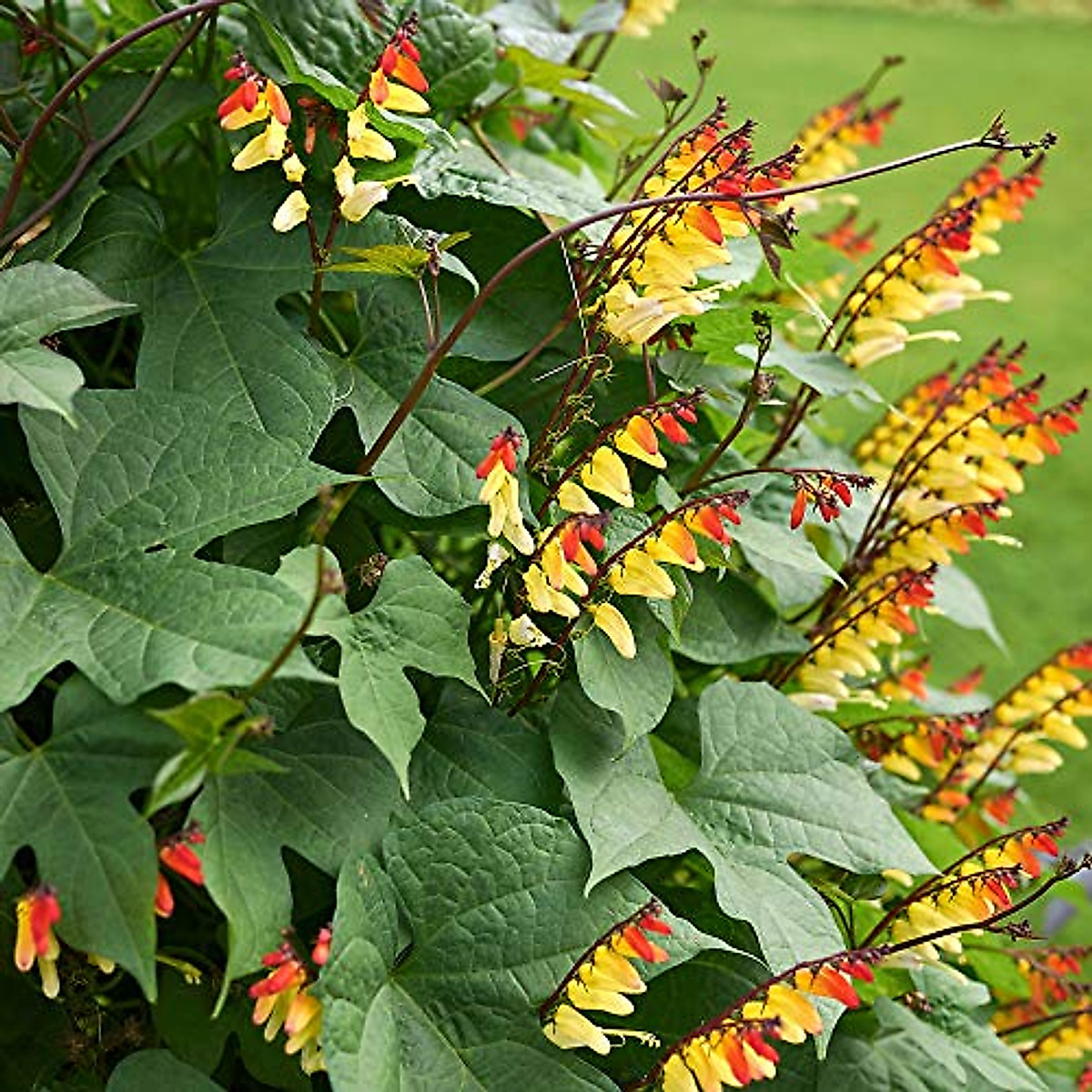 Outsidepride Mina Lobata Firecracker Flowering Vine Climbing, Trailing, Vining Plants - 100 Seeds