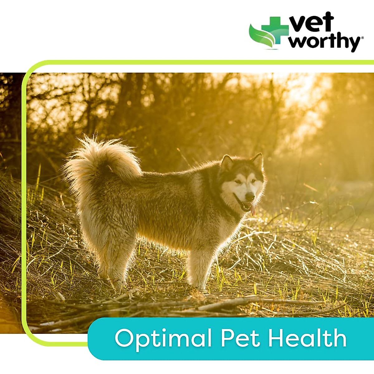 Vet Worthy Adult Multi Vitamins - Multivitamin for Dogs to Support Optimum Health and Overall Wellness - Dog Supplement with Iron, Magnesium, Zinc, Vitamin A, B Vitamins - Liver Flavor, 60 Tablets