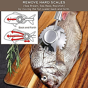 Ginrin Fish Scaler Brush, Fish Scale Remover Made in Japan with stainless Steel Circle Sawtooth