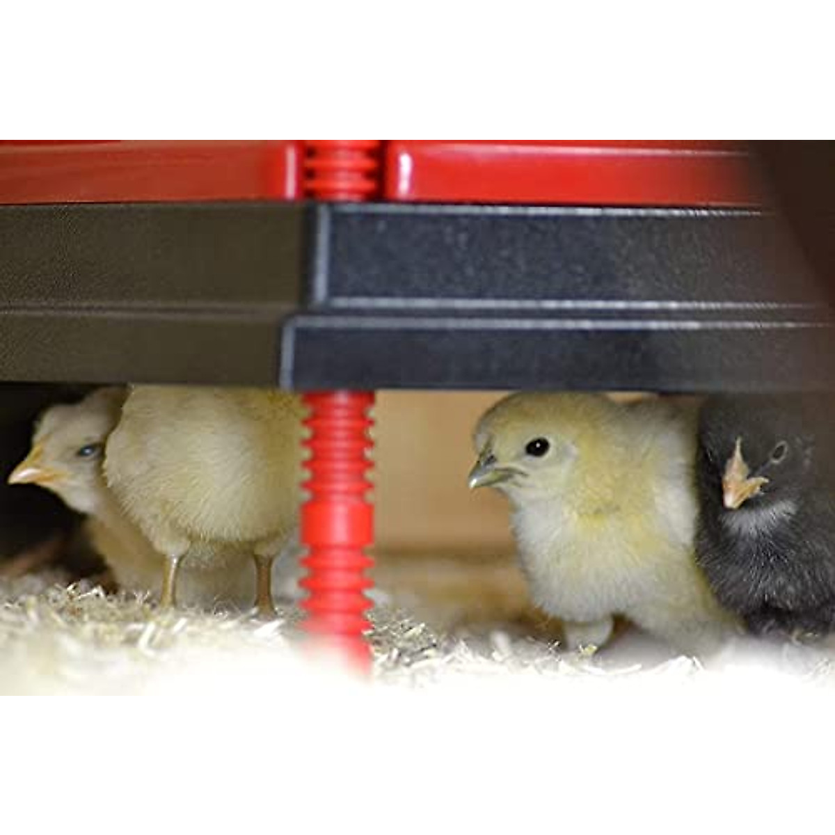 RentACoop Chick Brooder Heating Plate - Brooder Heat Plate Warms Up to 30 Chicks - Chick Heater with 25 Adjustable Heights and 42 Watts - Safer Alternative to Heat Lamps - 16" x 16"