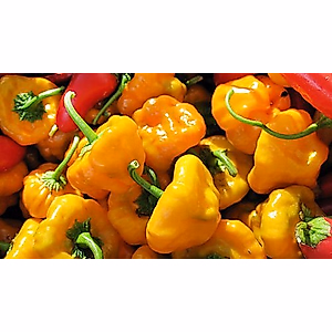 30+ Yellow Scotch Bonnet Jamaican Hot Pepper Seeds Heirloom Non-GMO Spicy, from USA