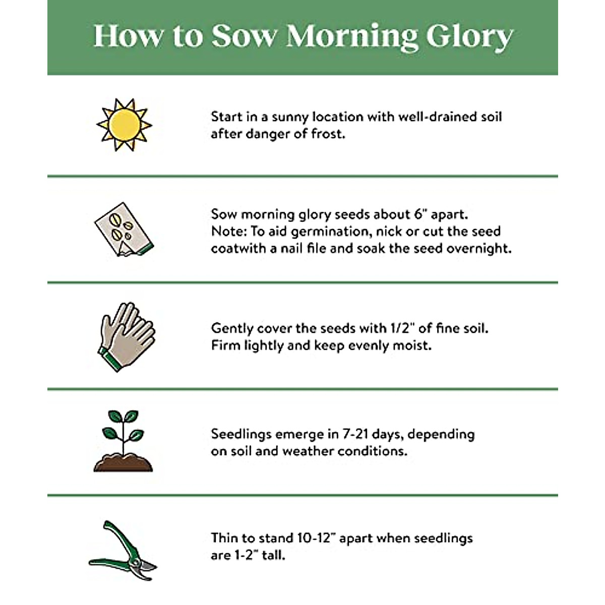 Burpee Heavenly Blue Morning Glory Seeds 150 seeds