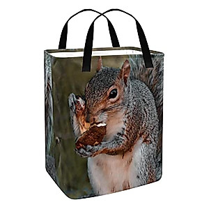 Cute Squirrel Print Collapsible Laundry Hamper, 60L Waterproof Laundry Baskets Washing Bin Clothes Toys Storage for Dorm Bathroom Bedroom