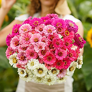 Eden Brothers Zinnia Seeds - Show Stopper Mix, Non-GMO Seeds for Planting, 1 lb | Low-Maintenance Flower Seeds, Plant During Spring, Zones 3, 4, 5, 6, 7, 8, 9, 10