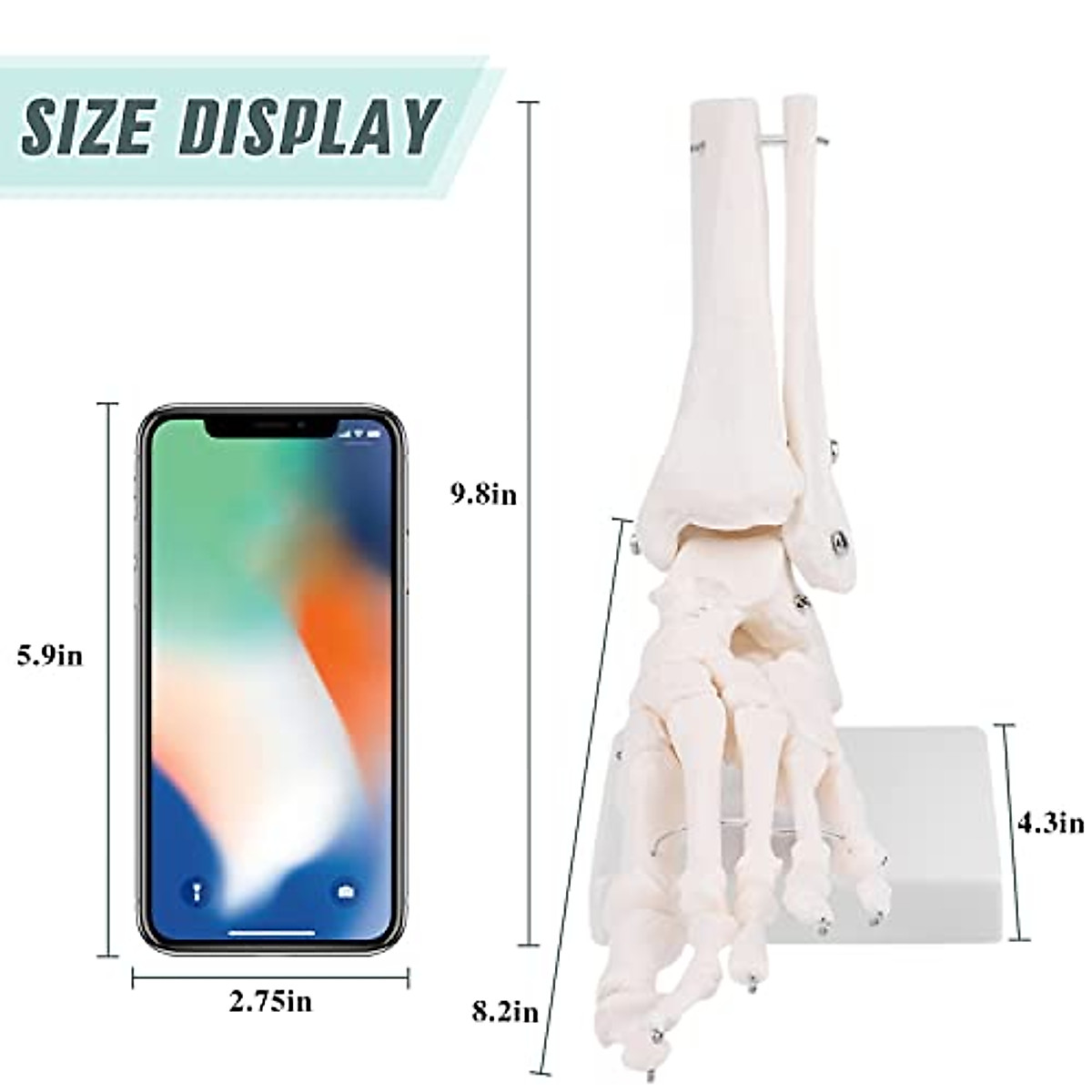 RONTEN Human Foot Skeletal Model, Life-Size Model Showing The Fibula, Tibia, Tarsus, Metatarsal and Phalanges of The Human Left Foot, Simulating Natural Motion