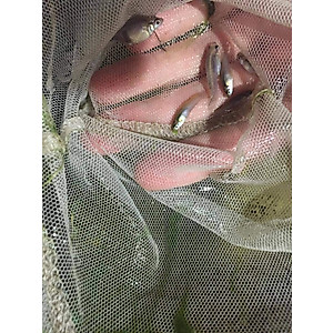 Beauty Yi 20+ Live Gambusia Mosquito Fish Aquarium Pond Feeder Fish Guppy Pet Guppies Bait (Guaranteed to Have Adult Male and Female!!)