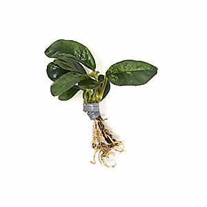 Live Aquarium Plants, Anubias Coffeefolia, Anubias Aquarium Plant, Aquarium Plants Live Fish Tank Decorations, Live Fish Freshwater Aquarium Plants, Terrarium Live Plants, Water Plants By Aquatic Arts