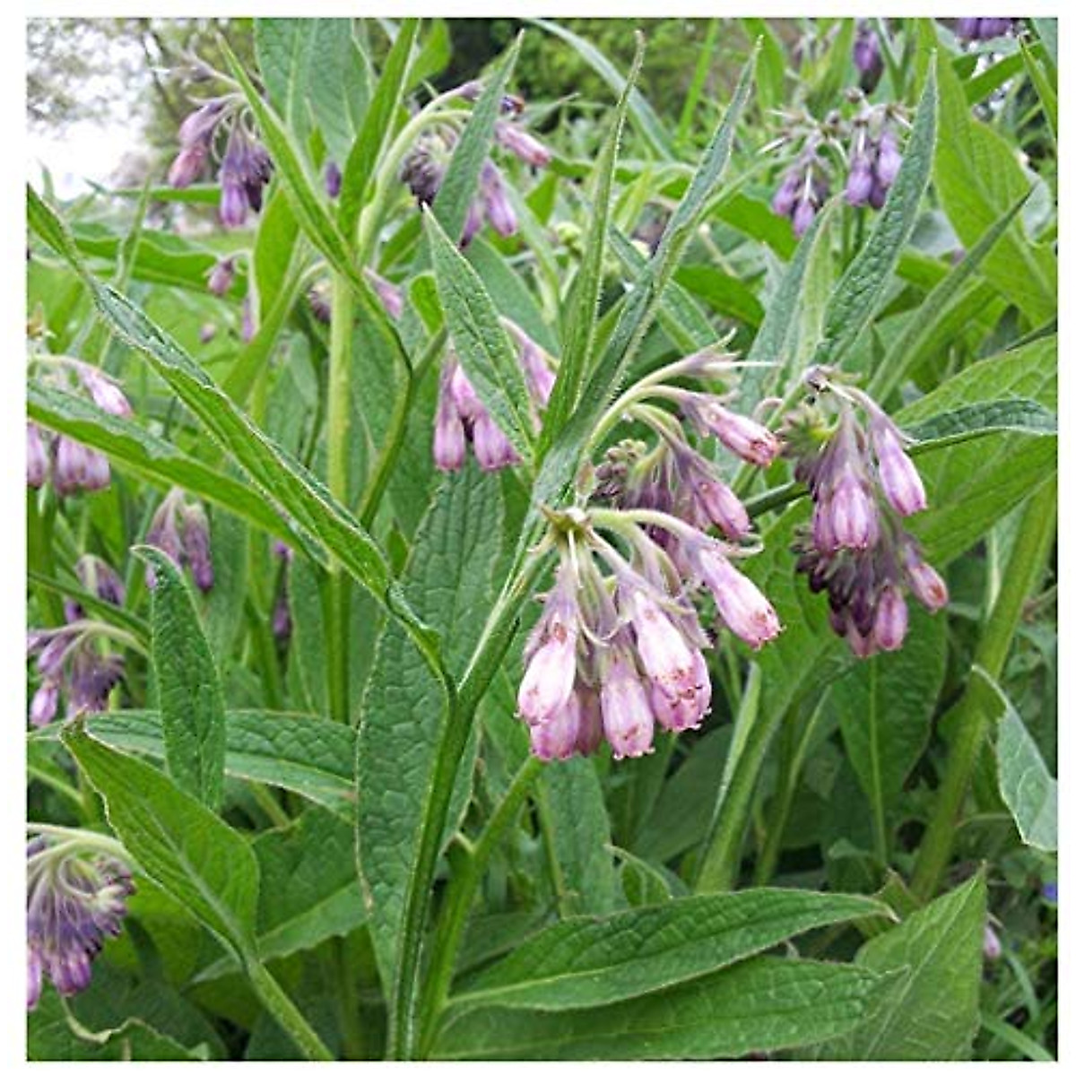 Earthcare Seeds True Comfrey 50 Seeds (Symphytum officinale) Non GMO, Heirloom
