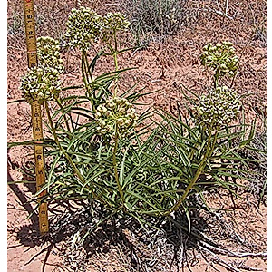 CHUXAY GARDEN 10 Seeds Asclepias Asperula Seed,Antelope-Horns Milkweed,Spider Milkweed Perennial Herb Plant Ground Cover Excellent Addition to Garden