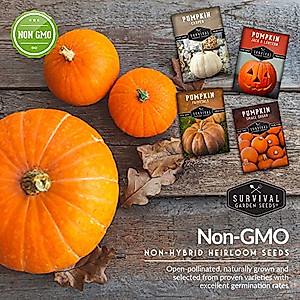 Survival Garden Seeds Pumpkin Collection Seed Vault - Non-GMO Heirloom Seeds for Planting Vegetables - Fairy Tale, Jack O'Lantern, Small Sugar Pumpkins for Growing in Your Vegetable Garden