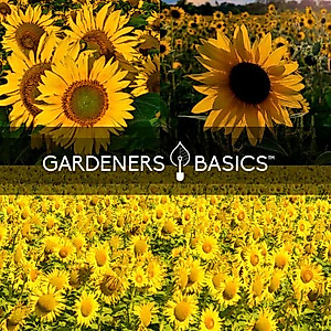 Sunflower Seeds for Planting Flowers (5 Pack Mix) - Velvet Queen, Dwarf Sunspot, Lemon Queen, Giant and Mammoth Bulk Mix of Regular Sunflower Seeds for Outdoor Flower Garden by Gardners Basics