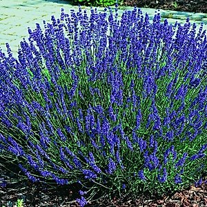 Clovers Garden English Lavender (Lavandula) Hidcote Blue Plants – Two (2) Live Plants – Non-GMO - Not Seeds - Each 4" to 8" Tall – in 4" Inch Pots - Compact Growth