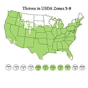 2 Gallon Proven Winners Blue Chiffon Hibiscus