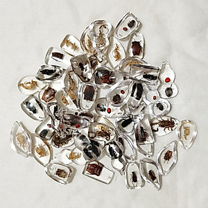 Multiple Psc Insect Amber Fossils, Luminous Amber Fossil Pendants, Educational and Scientific Amber Collections (12Pcs)